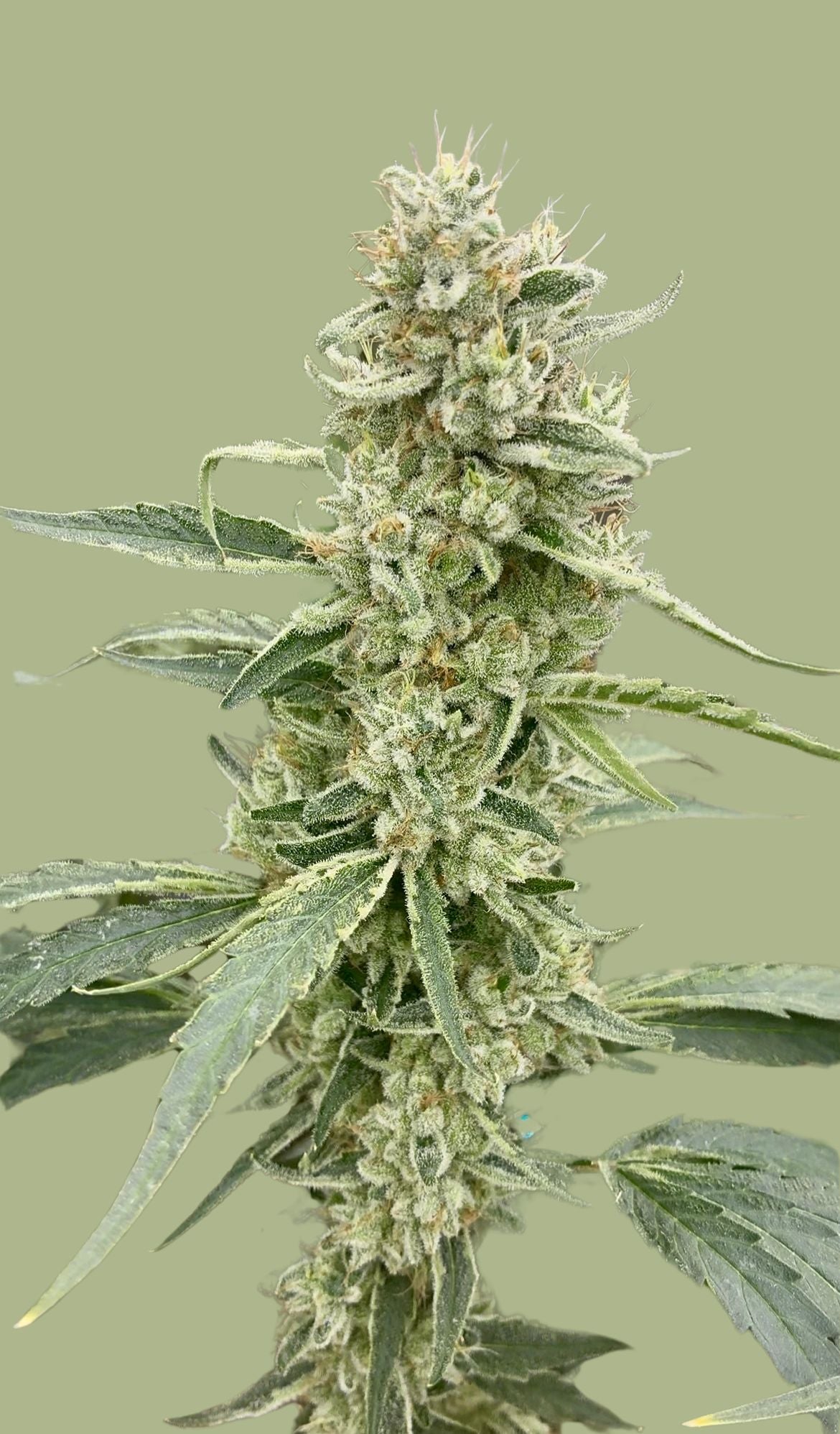 Colorado Kush Cake – Organish Living Seed Co.